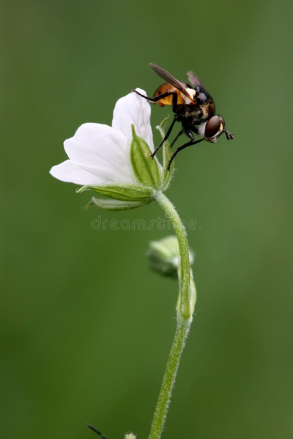 Fluga arkivfoto. Bild av fauna, växt, angus, bräckligt - 30702730