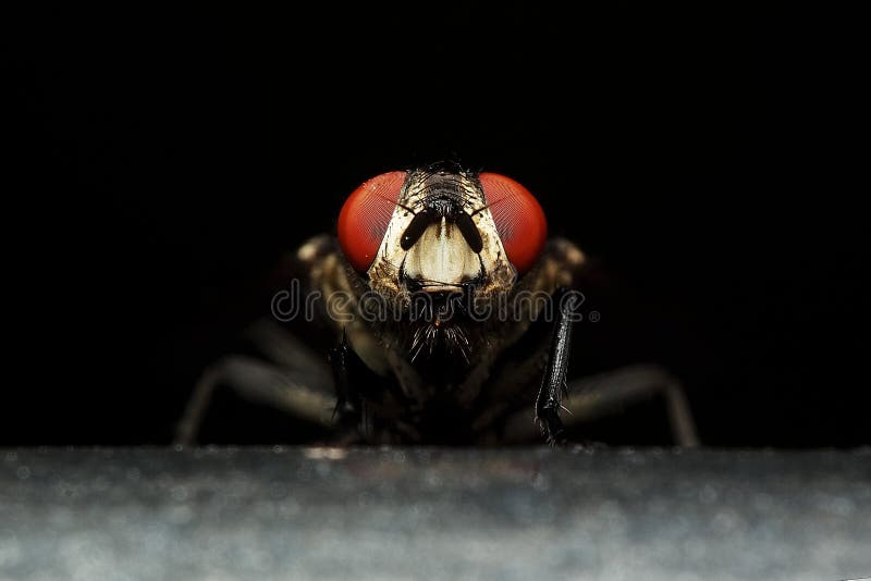 Fluga arkivfoto. Bild av platta, makro, fluga, närmare - 32085120