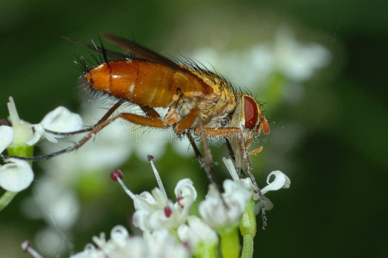 Fotograf portfölj - Dreamstime