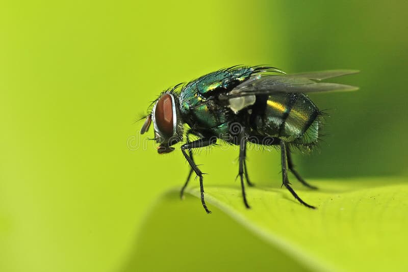 En Svart Stor Fluga Sitter På Ett Grönt Blad Fotografering för ...
