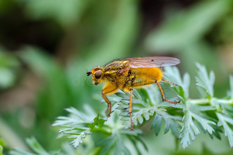 Flyga fotografering för bildbyråer. Bild av angus, dynga - 40292815
