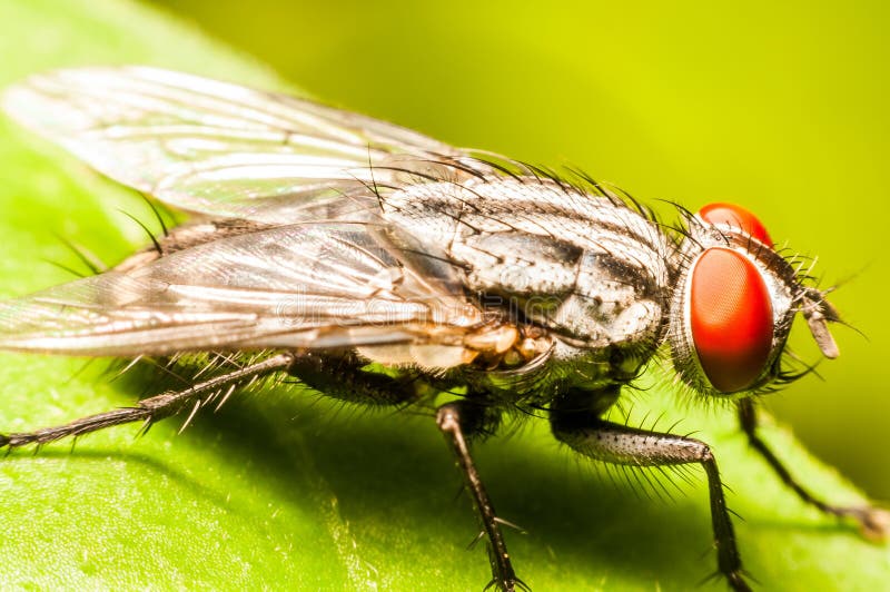 Fluga fotografering för bildbyråer. Bild av stänga, buffoon - 52265415