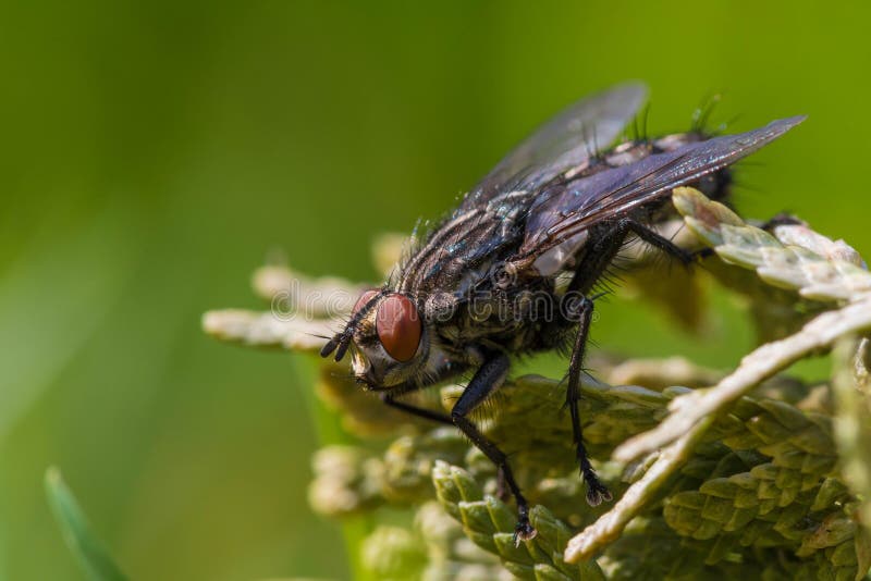 Fluga arkivfoto. Bild av bakgrund, färgrikt, löv, grön - 54882882