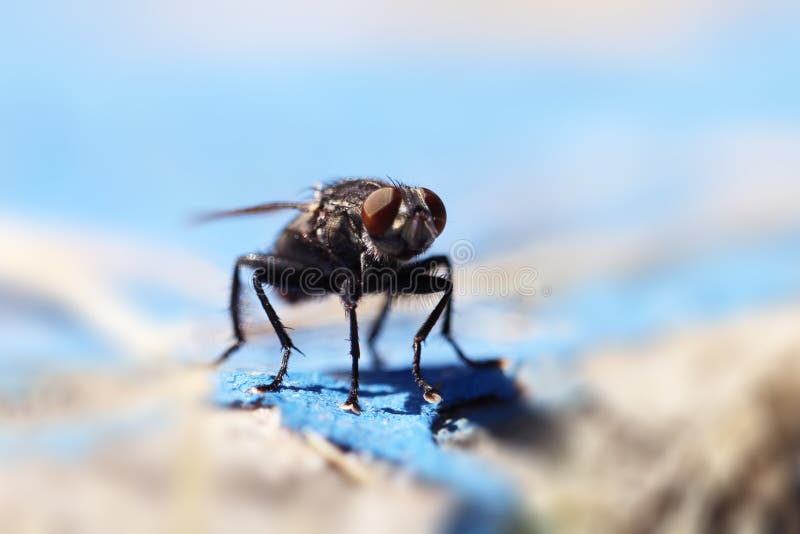 Fluga fotografering för bildbyråer. Bild av sugning, elevator - 57883109