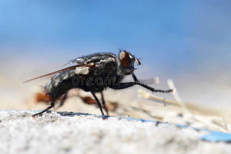 Fluga arkivfoto. Bild av husflyg, stänga, sugning, bakgrund - 57883352