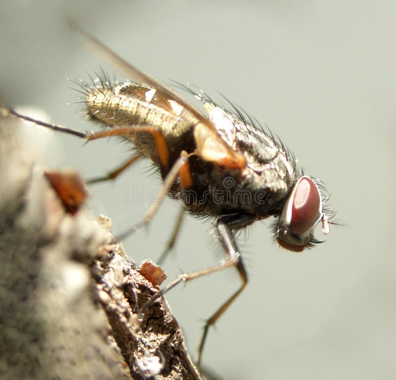 Fluga 7 arkivfoto. Bild av natur, trä, biologi, makro, zoologi - 164446