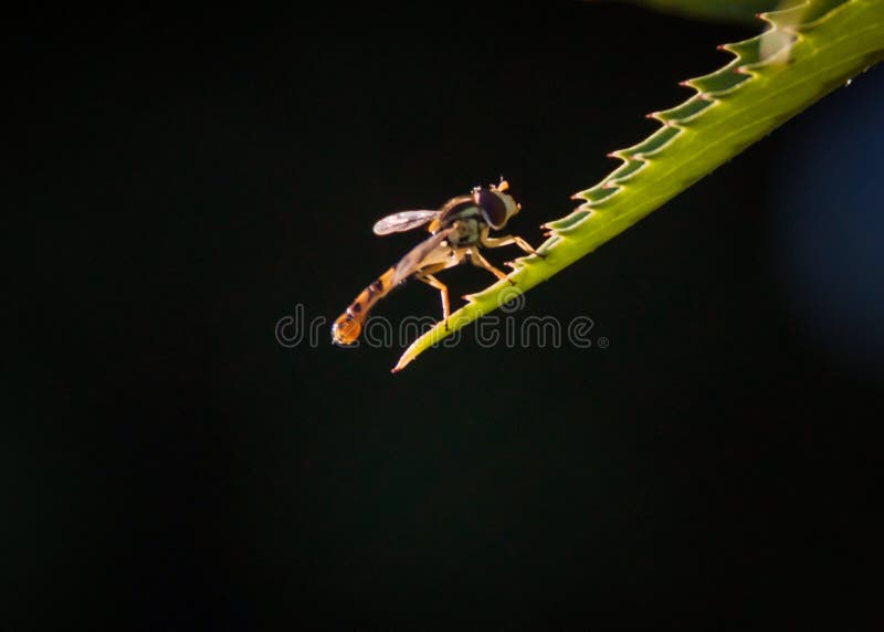 Fluga fotografering för bildbyråer. Bild av växt, kryp - 98766629