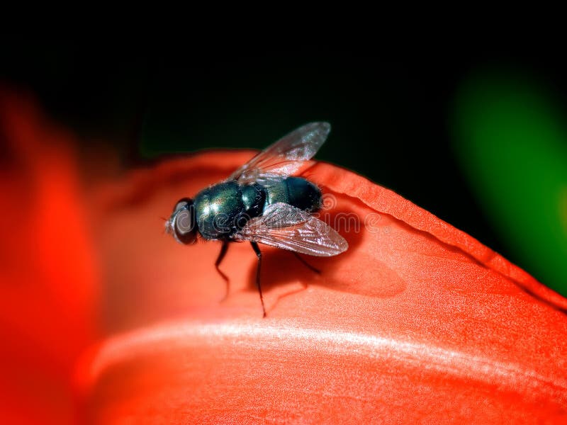 Fluga fotografering för bildbyråer. Bild av makro, stängning - 9993269