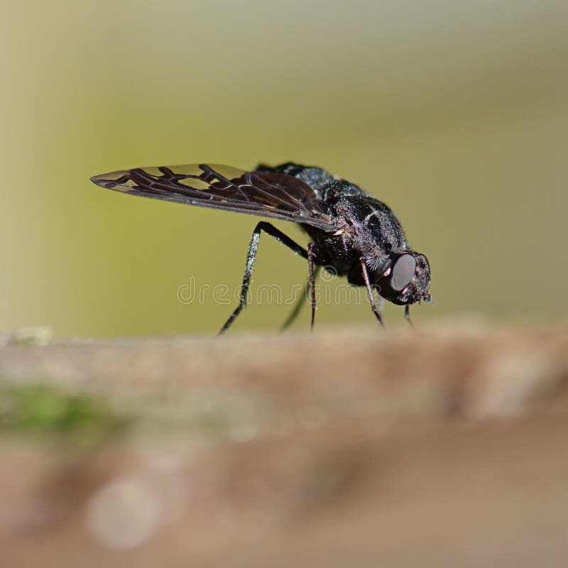163,937 Fluga Foton - Gratis och royaltyfria stockfoton från Dreamstime