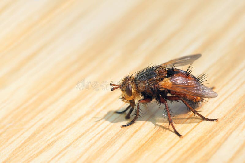 163,937 Fluga Foton - Gratis och royaltyfria stockfoton från Dreamstime