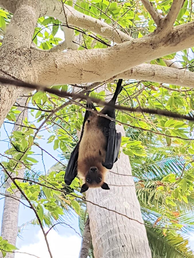 Flughund / Fruit Bat on Maldives Stock Image - Image of fruit, bird ...