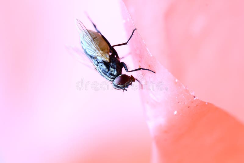 Flugor fotografering för bildbyråer. Bild av makro, flugor - 77078519