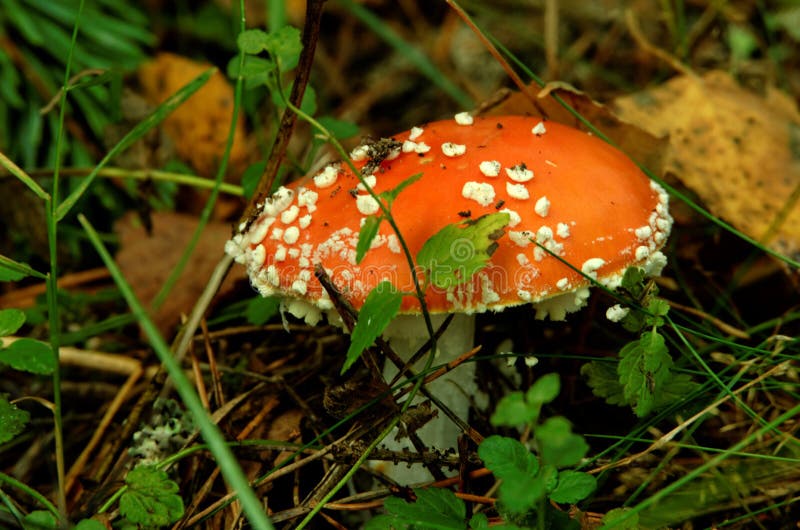 Flugsvamp arkivfoto. Bild av fluga, svampar, natur, frukt - 77771448