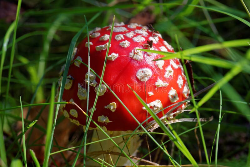 Flugsvamp arkivfoto. Bild av fluga, svampar, natur, frukt - 77771448