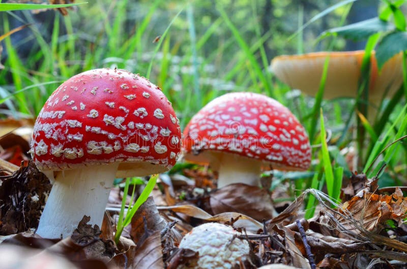 Flugsvamp Plocka Svamp I Rad Fotografering för Bildbyråer - Bild av ...