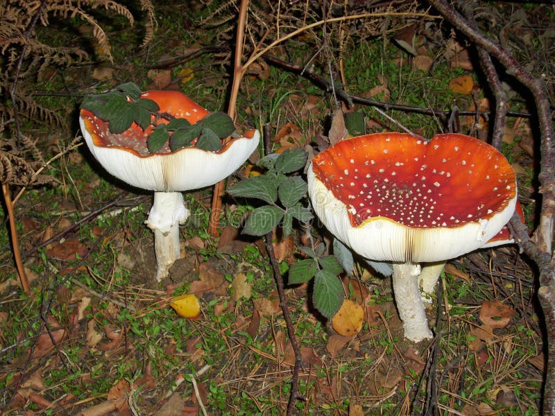 Flugsvampchampinjoner arkivfoto. Bild av lock, svamp - 102020402