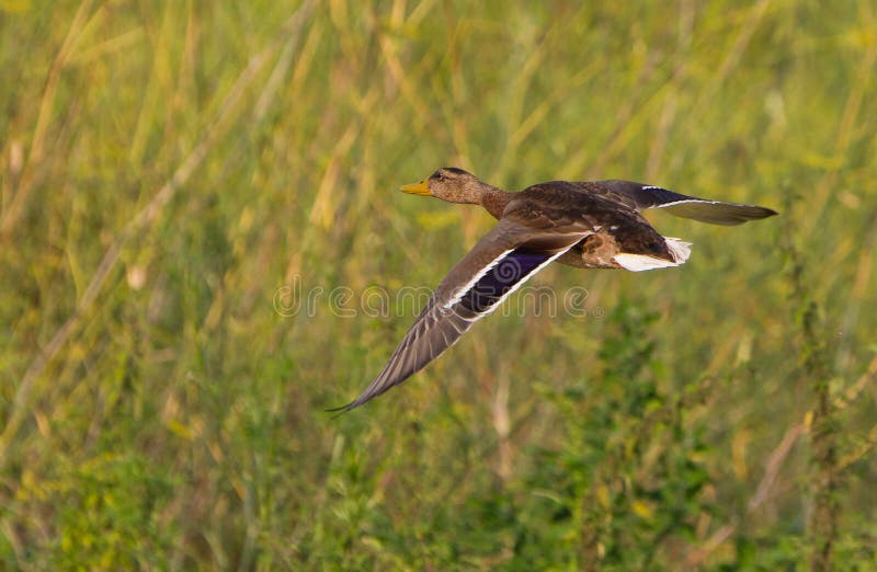 Stockentenente im Flug stockbild. Bild von flugwesen - 18970579