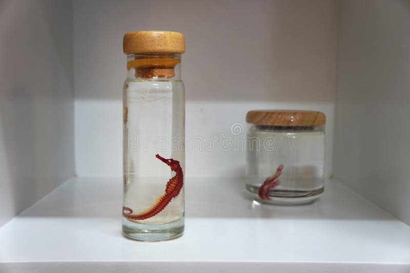 Clearing and Staining of Seahorse in Formaldehyde in Glass Jar ...