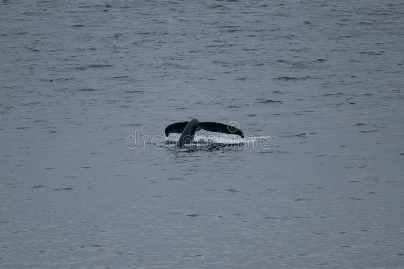 Minke whale tail fluke stock photo. Image of diving - 258561776