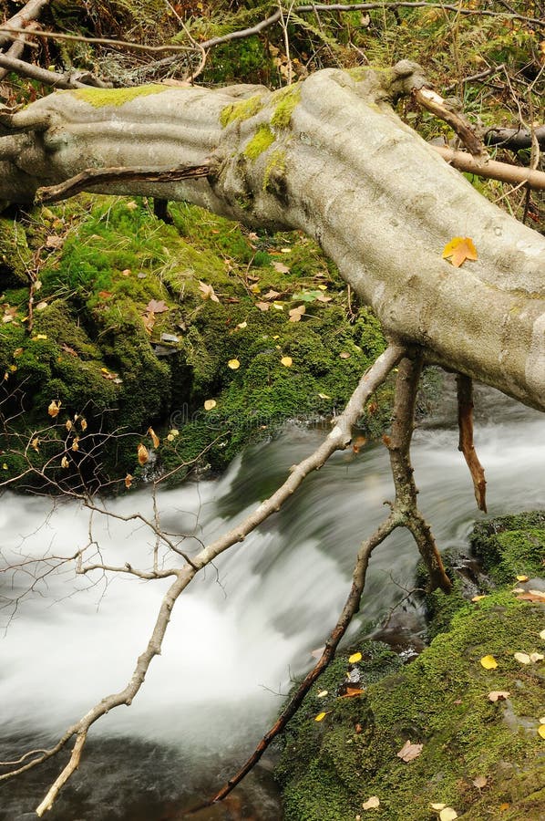 Flume stock image. Image of brook, forest, creek, cascade - 21700637