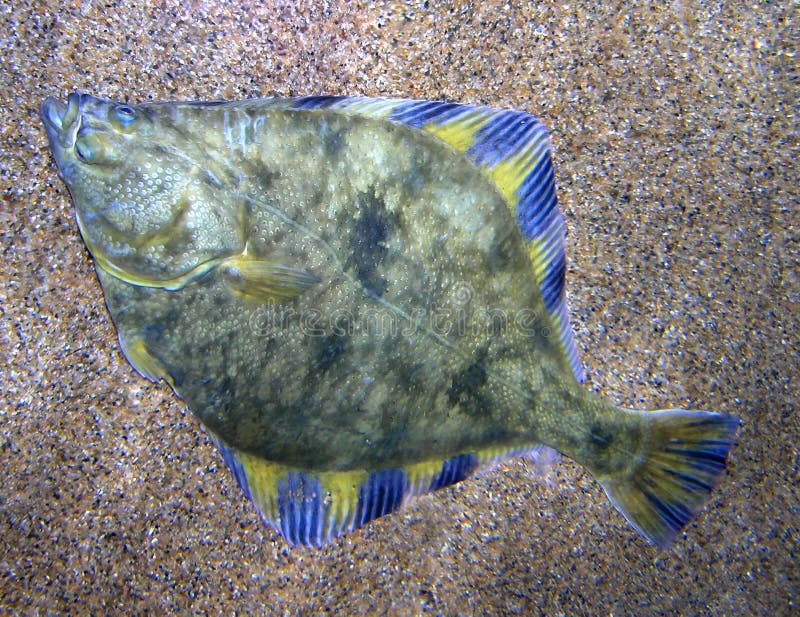 Flundra arkivfoto. Image of plattfisk, sunt, smaksatt - 98674928