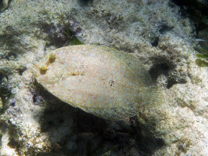 Flundra arkivfoto. Image of plattfisk, sunt, smaksatt - 98674928