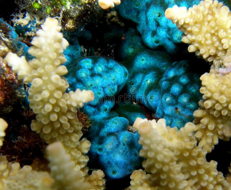 Fluorescent Blue Tunicates Feeding Stock Image - Image of moluccensis ...