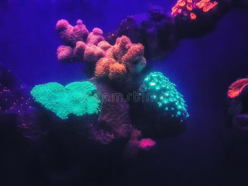 Fluorescent coral stock photo. Image of macrocoral, closeup - 45580286