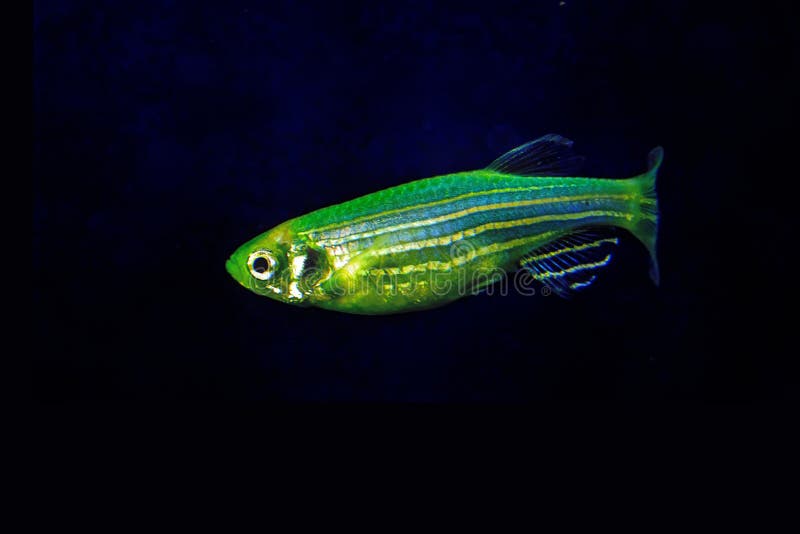 Fluorescent Zebrafish Stock Photos - Free & Royalty-Free Stock Photos ...