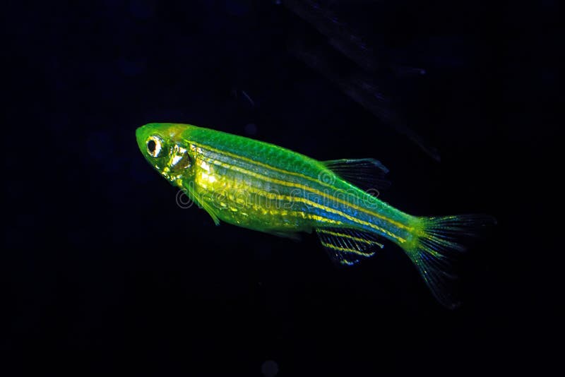 Fluorescent Zebrafish Stock Photos - Free & Royalty-Free Stock Photos ...