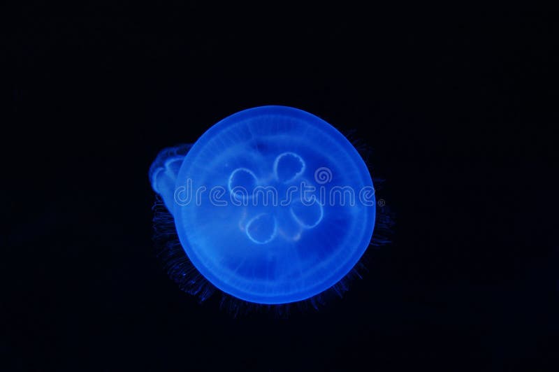Fluorescent Jellyfish Floating in Dark Water Stock Image - Image of ...