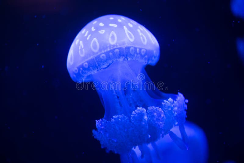 Fluorescent jellyfish stock photo. Image of light, fish - 141020684