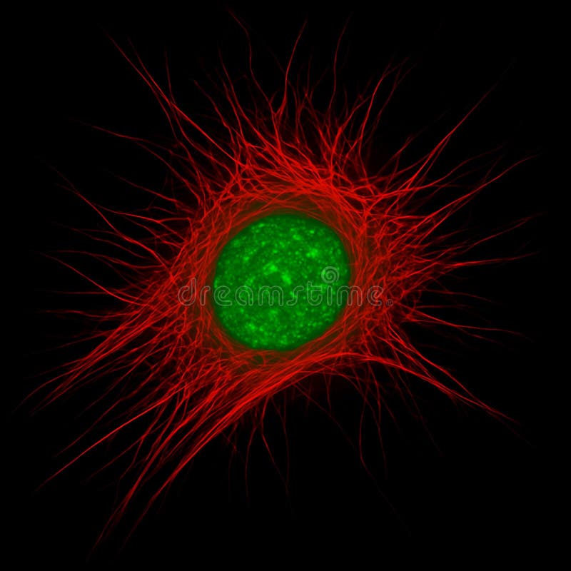 Fluorescent Micrograph of Actin Filaments in Cell Stock Illustration ...