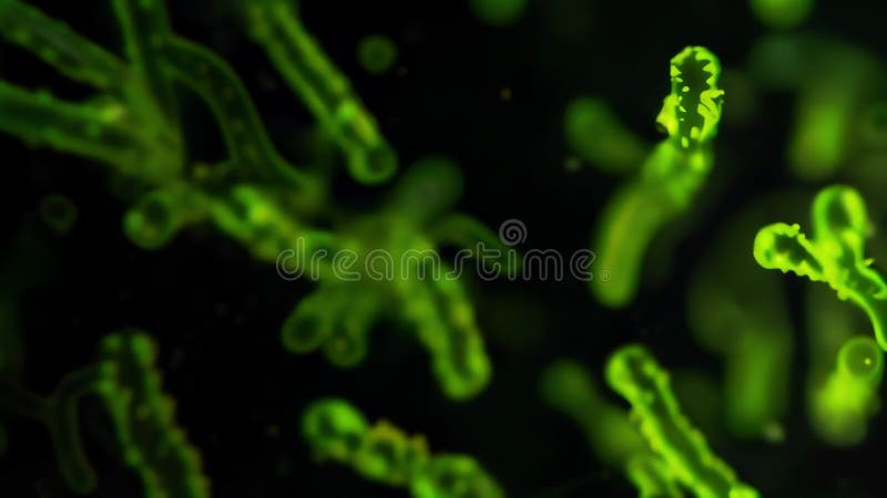 A Fluorescent Microscopy Image Showing the Glowing Green Conidia ...