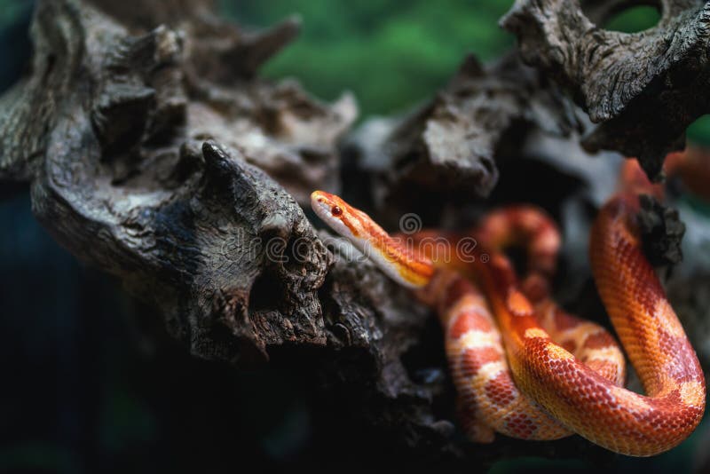 119 Fluorescent Snake Stock Photos - Free & Royalty-Free Stock Photos ...