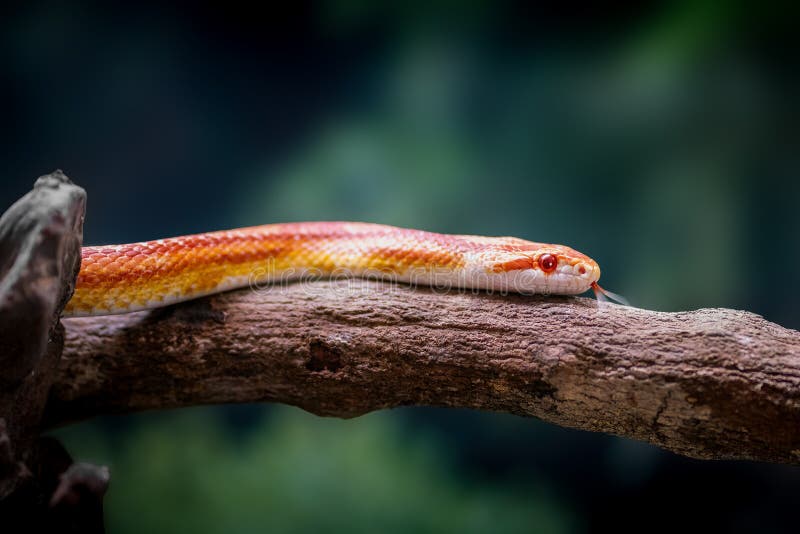 Fluorescent Snake Stock Photos - Free & Royalty-Free Stock Photos from ...