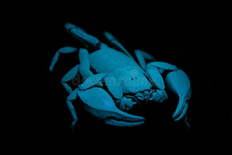 343 Blue Light Scorpion Stock Photos - Free & Royalty-Free Stock Photos ...