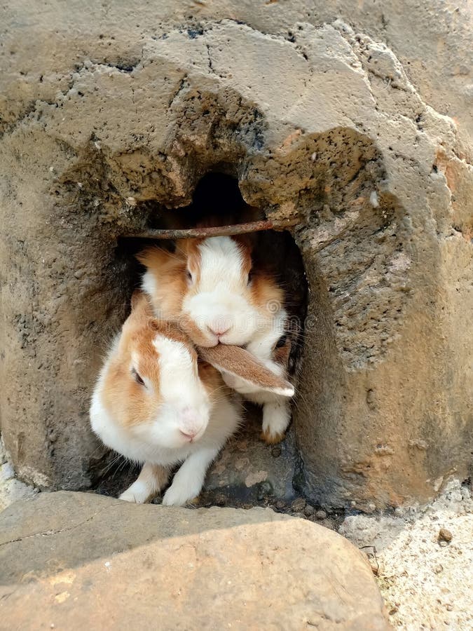 Fluppy rabbits on his cave stock photo. Image of grass - 279282072
