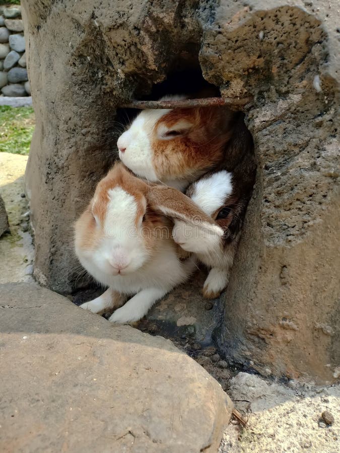 Rabbits Cave Stock Photos - Free & Royalty-Free Stock Photos from ...