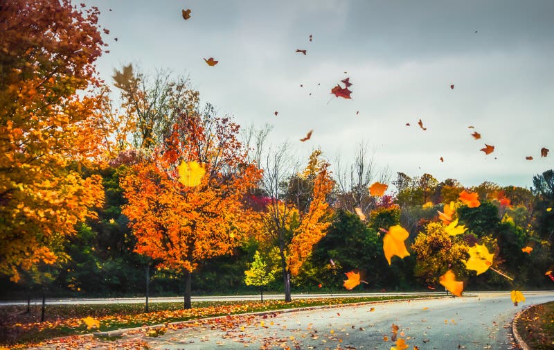 A flurry of leaves stock image. Image of trees, green - 88374107