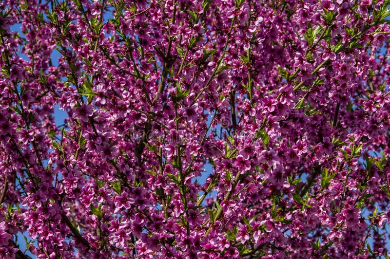 Flush of flowers stock image. Image of tree, flush, peach - 62063113