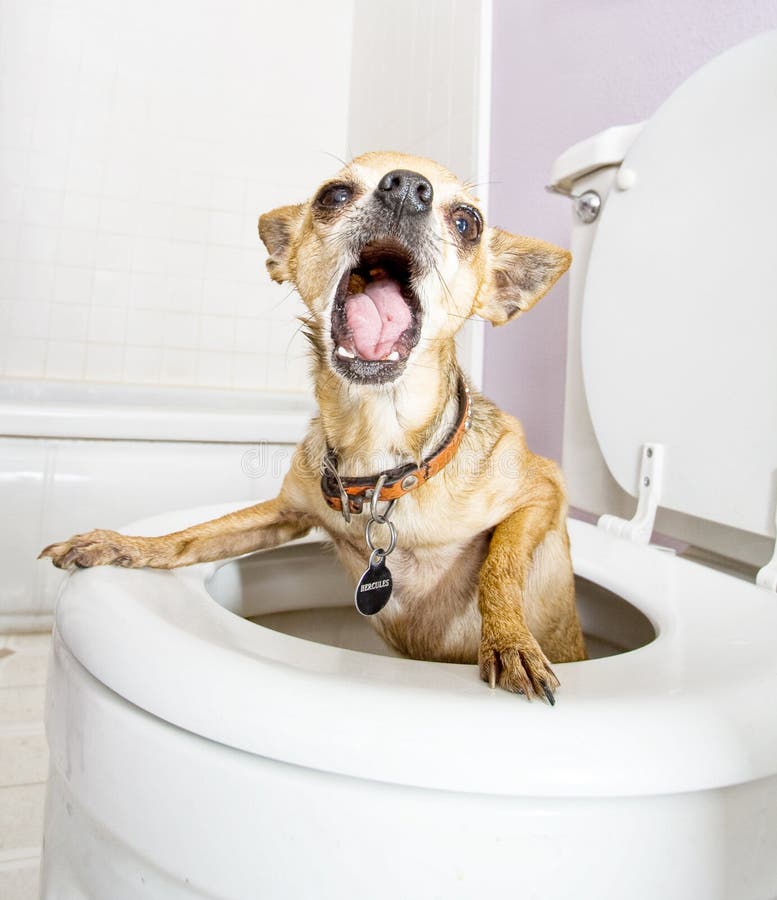 Barking dog stock image. Image of tiny, funny, telephone - 7365001