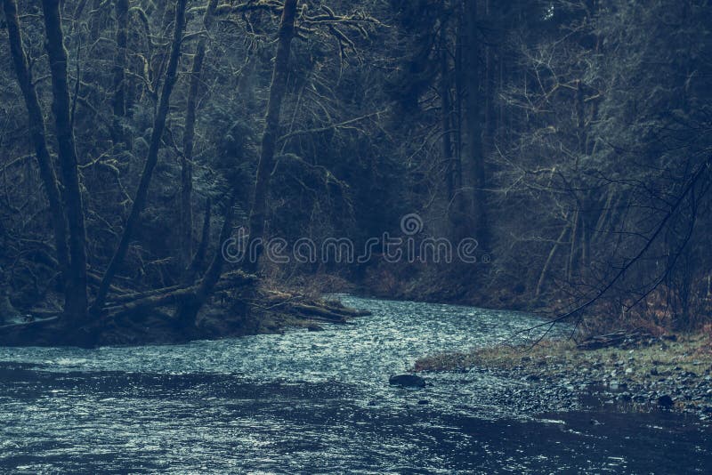 Fluss Durch Wald Bild. Bild: 91106708