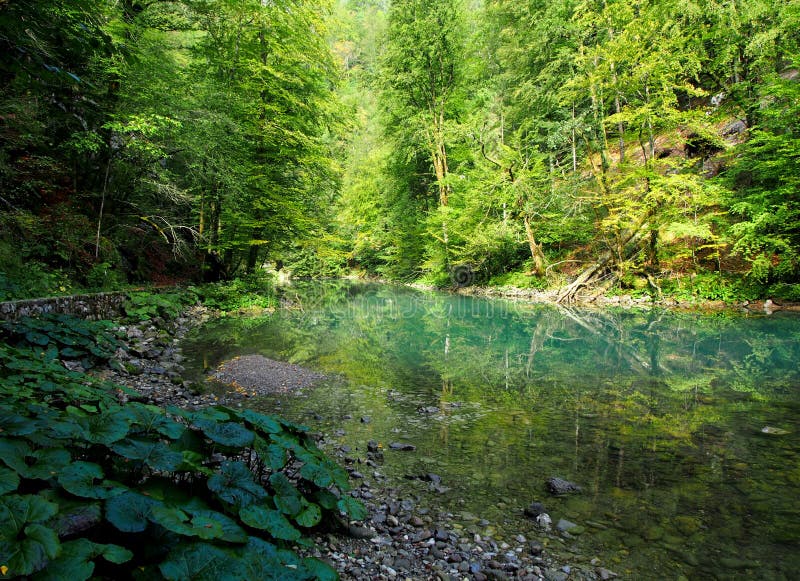 Die Quelle Des Flusses Kupa Im Wald Stockbild - Bild von schön, wald ...