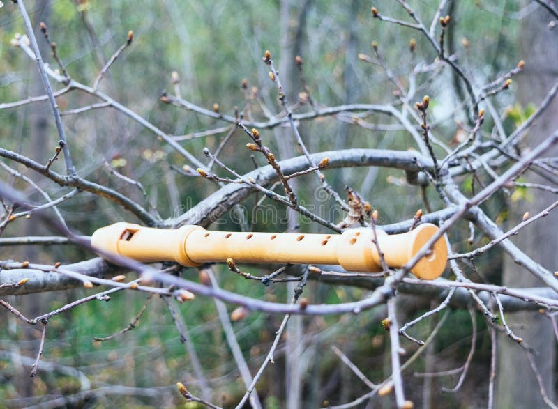 Flute on a branch stock photo. Image of single, forest - 84248032