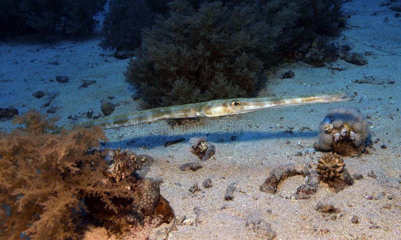 Flute fish stock image. Image of sealife, long, underwater - 12771675