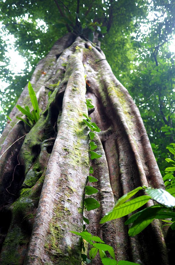 153 Tall Fluted Stock Photos - Free & Royalty-Free Stock Photos from ...