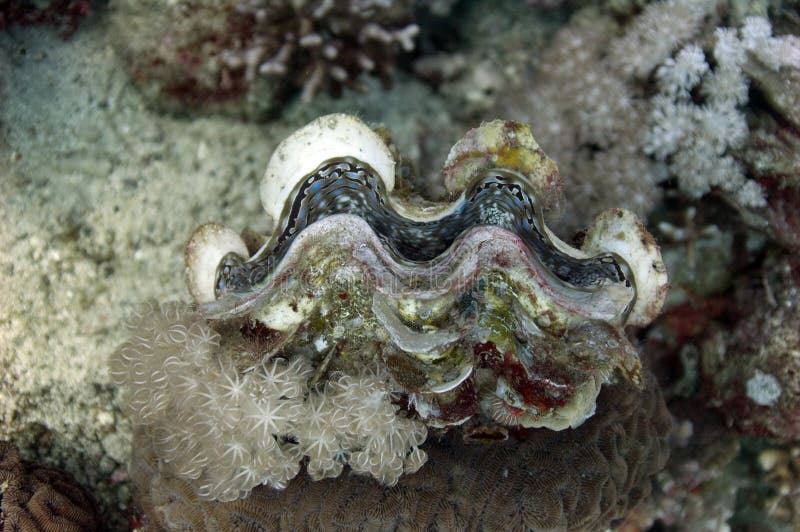 Stubby Squid stock photo. Image of predator, west, squid - 14788802