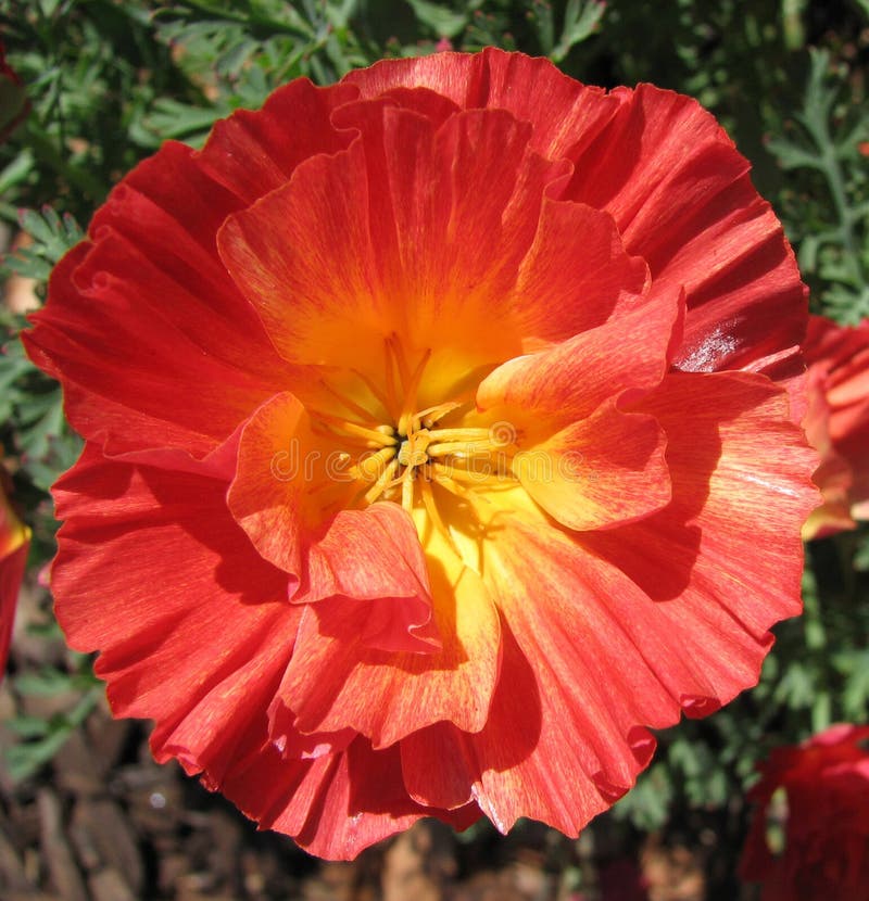 Fluted Salmon-colored Poppy Picture. Image: 86244492