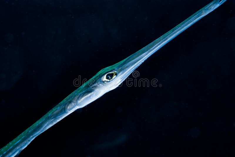 Flutemouth Fistularia Commersonii Stock Photo - Image of location ...